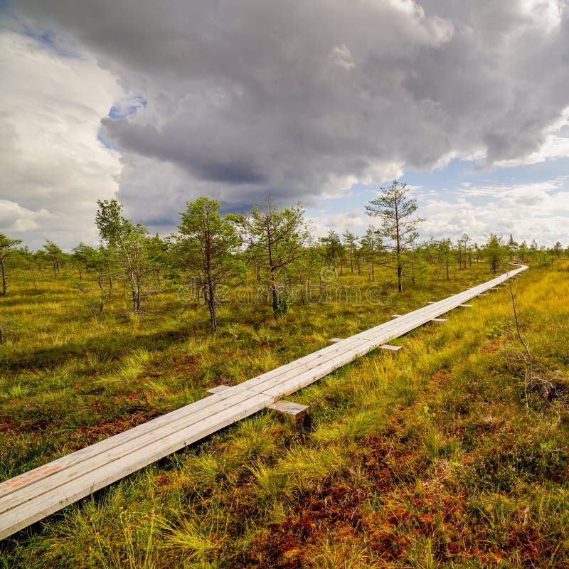 Swamp View with Lakes and Footpath Stock Photo - Image of hike ...