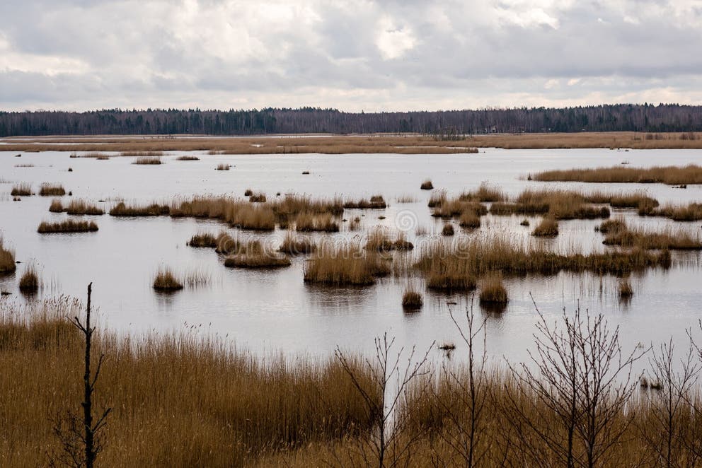 Swamp view with lakes stock image. Image of outdoor, planked - 91201203