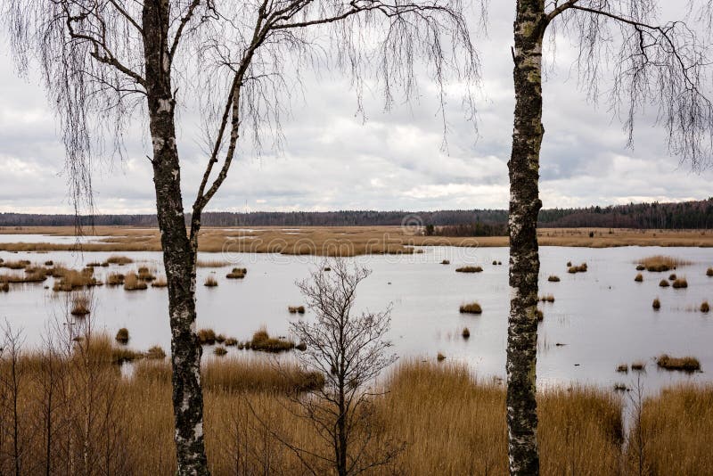 Swamp view with lakes stock image. Image of country, nature - 91201267