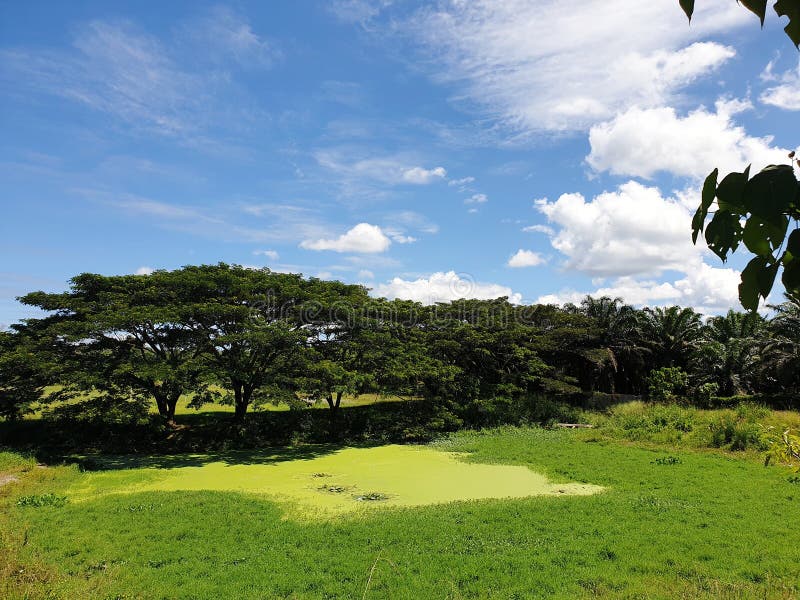 Swamp View Under Blue Sky stock photo. Image of blue - 129256682