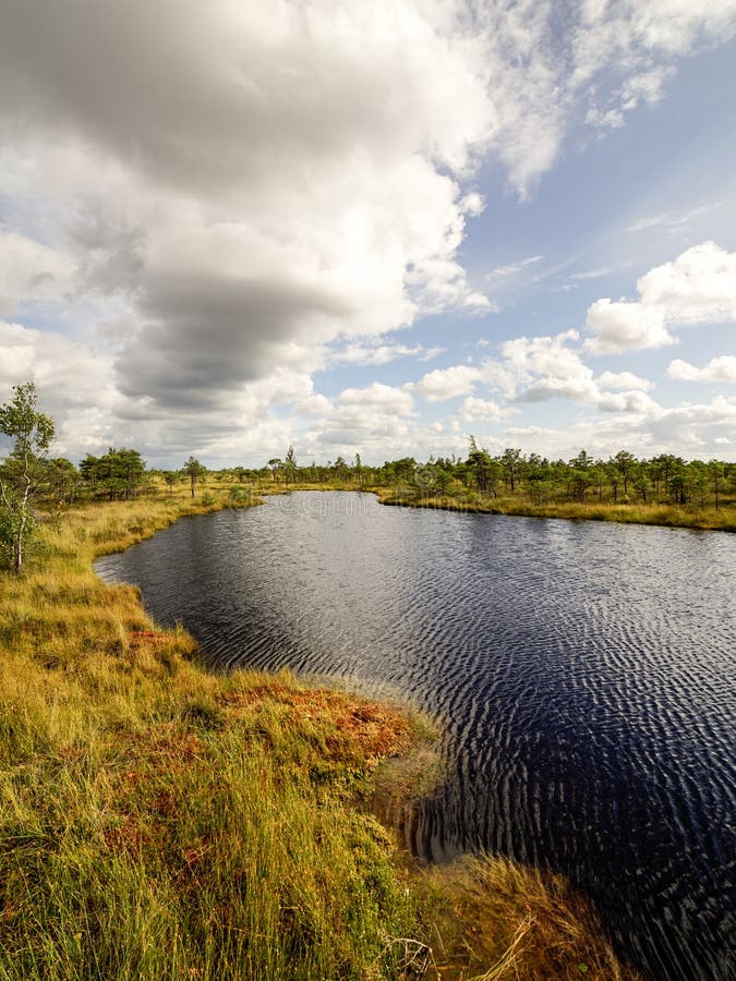 Swamp View Wtih Lakes and Footpath Stock Photo - Image of pathway, foot ...