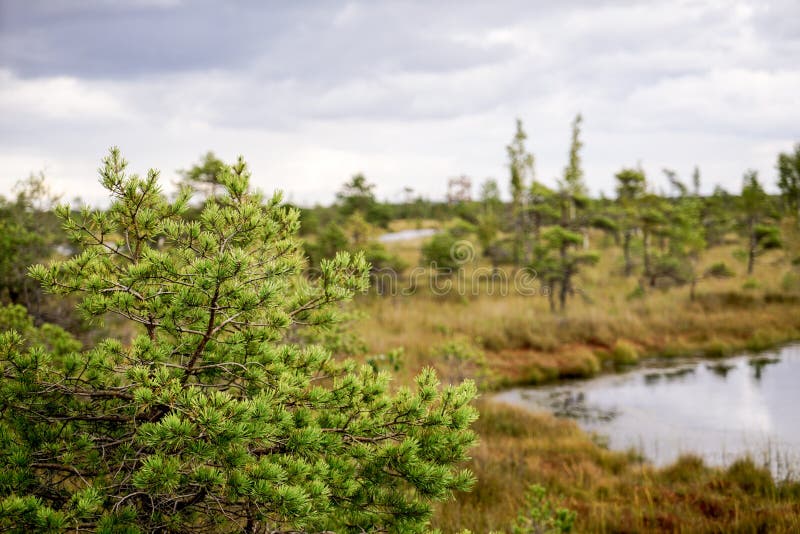 Swamp View Wtih Lakes and Footpath Stock Image - Image of black ...