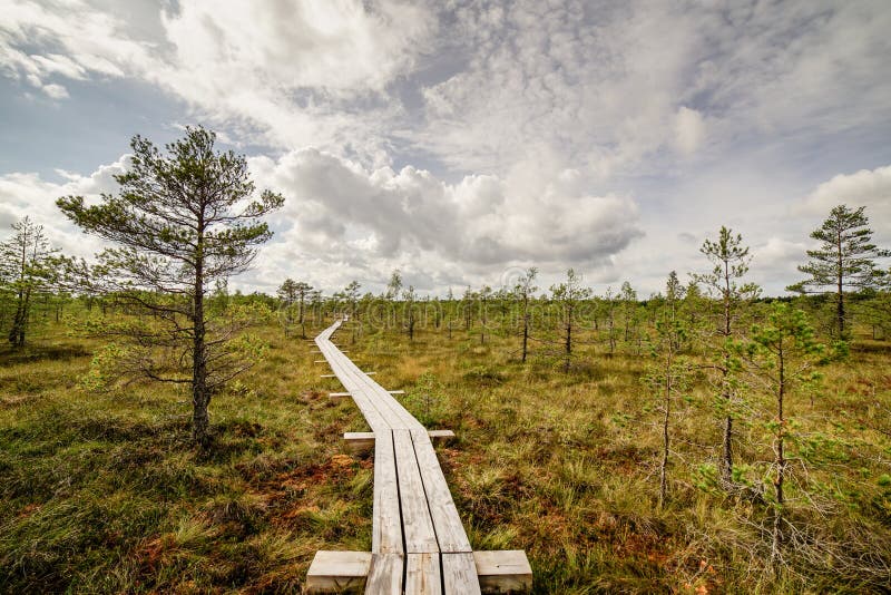 Swamp View Wtih Lakes and Footpath Stock Photo - Image of ecological ...