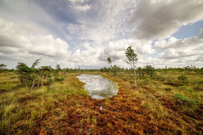 Swamp View Wtih Lakes and Footpath Stock Image - Image of bush, pathway ...