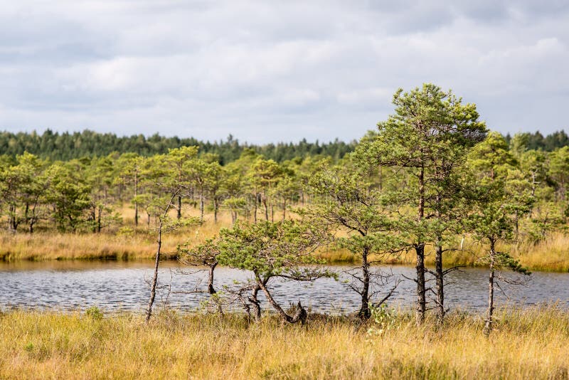 Swamp View Wtih Lakes and Footpath Stock Photo - Image of path, natural ...