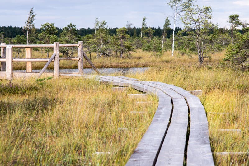 Swamp View Wtih Lakes and Footpath Stock Photo - Image of outdoor ...