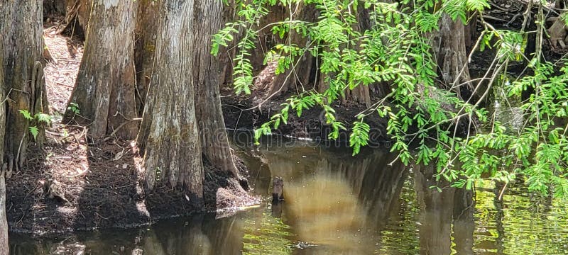 Swamp Views of Southern Florida Stock Photo - Image of swamp, plant ...
