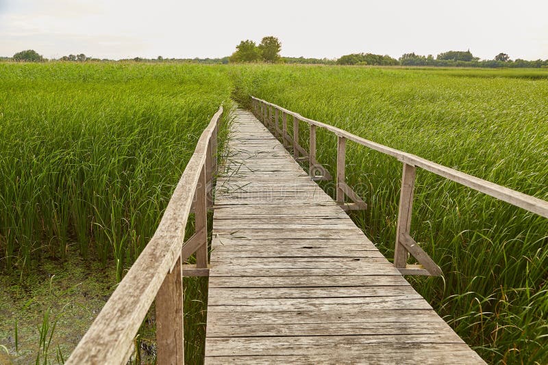 Swamp walking path stock photo. Image of calm, beautiful - 94205390
