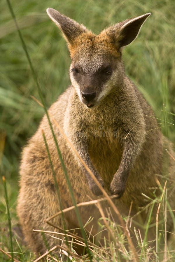Swamp wallaby stock photo. Image of macropus, cuddly - 12675384