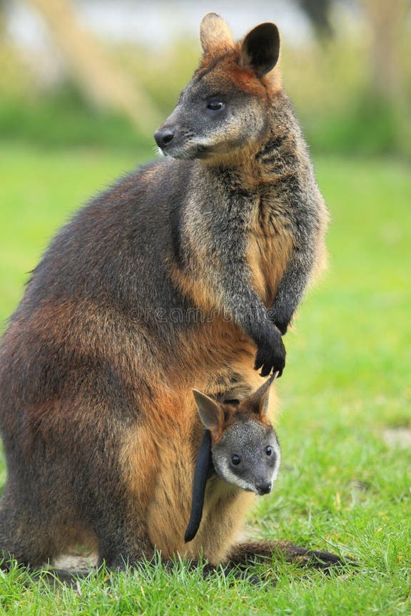 Swamp wallaby stock photo. Image of pocket, female, stinker - 24359584