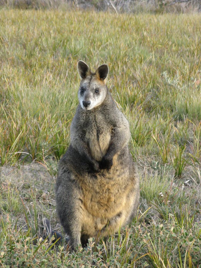Swamp Wallaby - Wallabia Bicolor Small Macropod Marsupial of Eastern ...