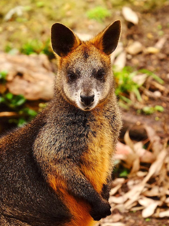 Swamp Wallaby Sitting In Australian Bush Stock Photo - Image of ...