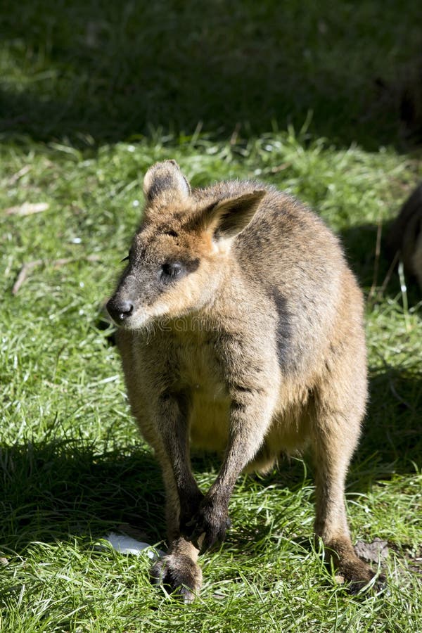 The Swamp Wallaby is Brown, Black and White Stock Image - Image of ...