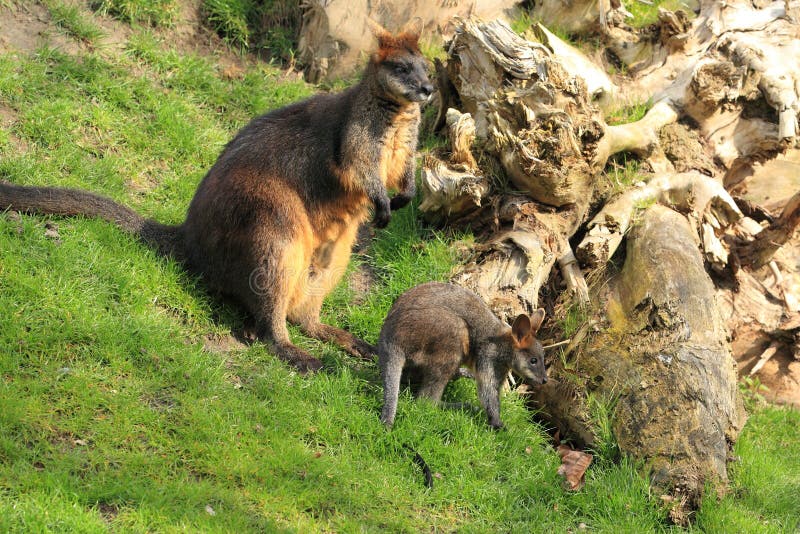 Swamp wallaby family stock image. Image of marsupial - 37431327