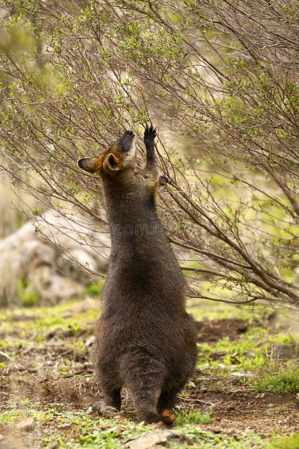 Swamp wallaby feeding stock photo. Image of australian - 42167870