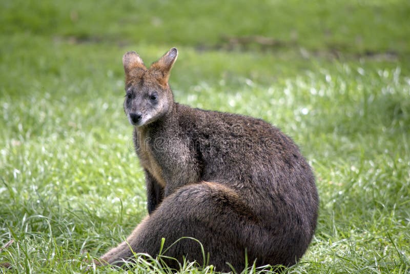 The Swamp Wallaby is Resting on the Grass Stock Image - Image of paws ...