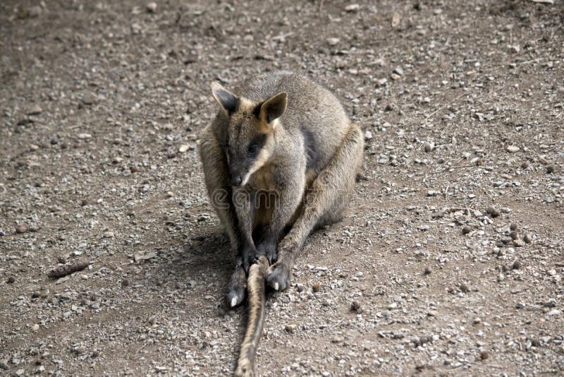 Swamp wallaby stock image. Image of swamp, resting, long - 100379141