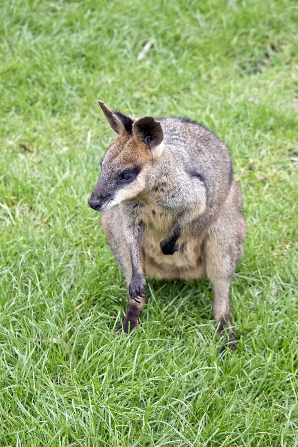 Swamp wallaby stock photo. Image of australia, resting - 99128274