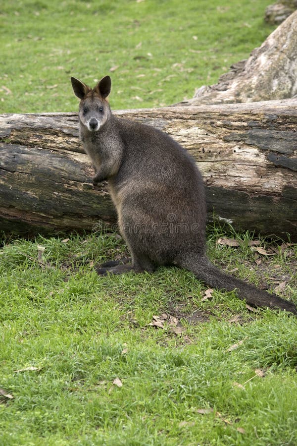 The Swamp Wallaby Has a Long Black Tail Brown Body Black Around Its ...
