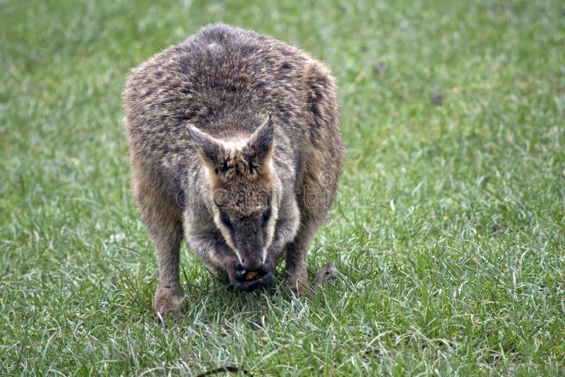 Swamp wallaby stock image. Image of claws, wallaby, grey - 101319733