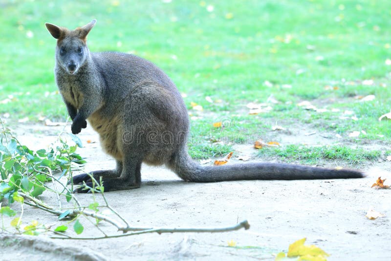 Swamp wallaby stock photo. Image of marsupial, australia - 260160610
