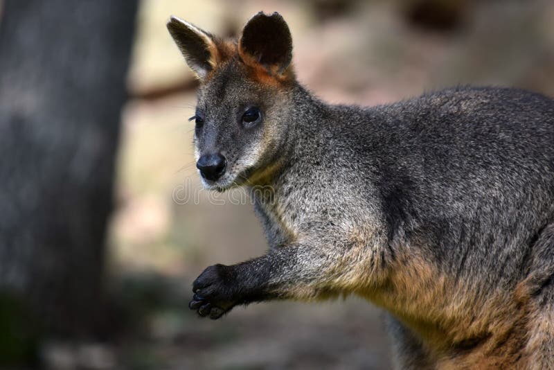 Swamp Wallaby in Tree Shadow Holding Hands Portrait Stock Image - Image ...