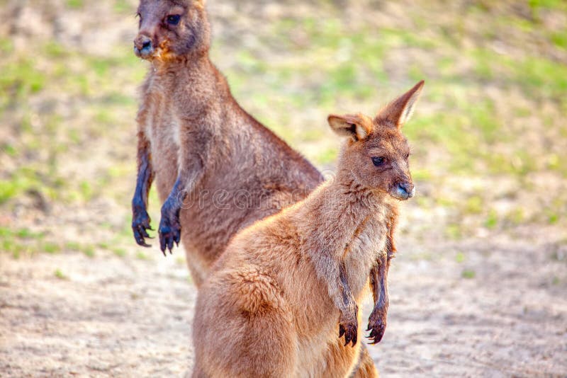 Swamp Wallaby Family Stock Photos - Free & Royalty-Free Stock Photos ...