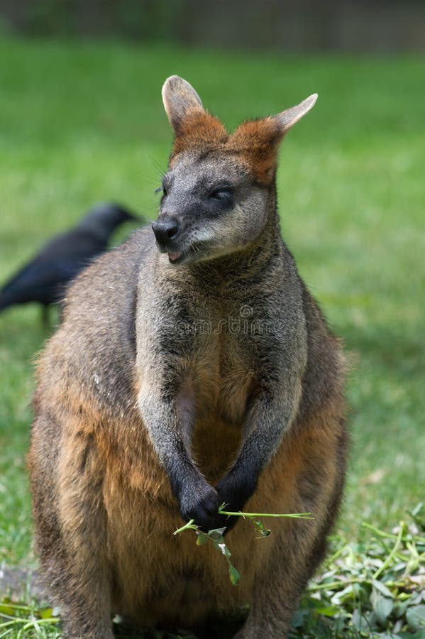 Swamp Wallaby (Wallabia Bicolor) Stock Photo - Image of standing, hands ...