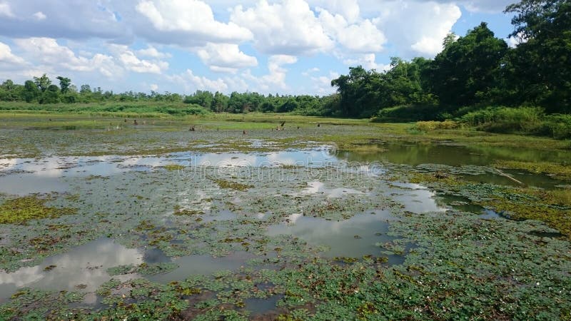 Swamp stock photo. Image of water, outdoor, swamp - 55244444
