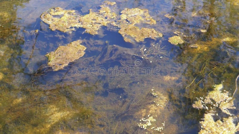 Swamp water and algae stock footage. Video of ecology - 349736966