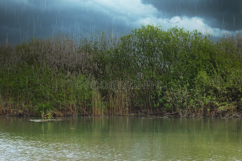 Swamp with Water and Cloudy Sky with Rain- Stock Image - Image of ...
