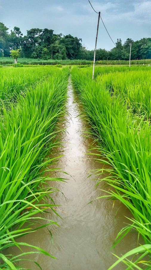 Swamp Water Conditions after Rain Stock Photo - Image of rain, water ...