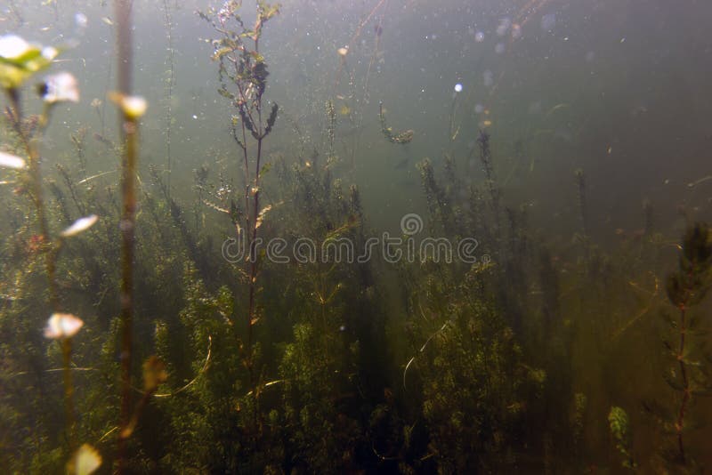 Swamp Water Flora Freshwater Underwater Stock Image - Image of aqua ...