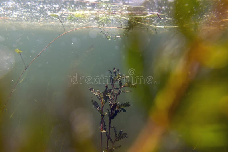Swamp Water Flora Freshwater Underwater Stock Photo - Image of emerald ...
