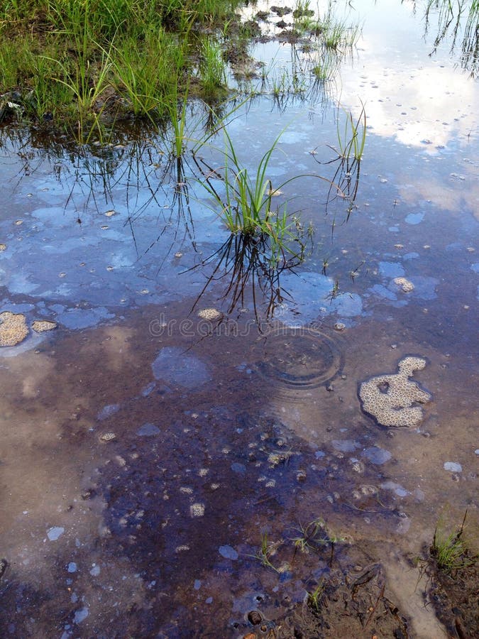 Swamp water stock photo. Image of dark, grass, water - 43125080