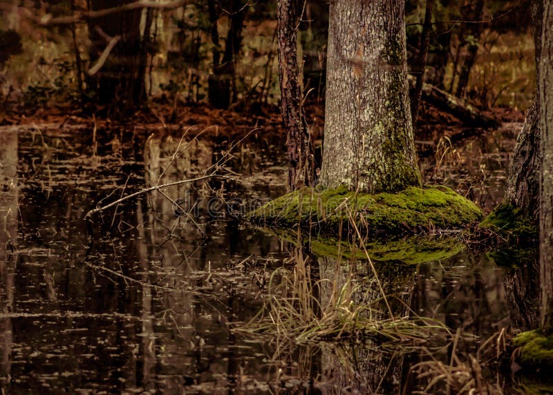 Swamp Water Tree Reflection Stock Photo - Image of swamp, swampy: 145354582