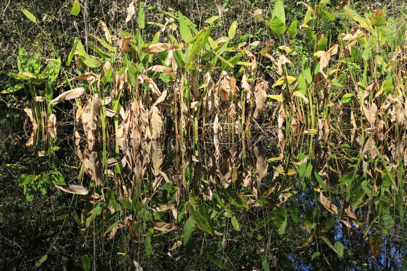 Swamp Weeds Corkscrew Sanctuary Florida Stock Image - Image of weeds ...