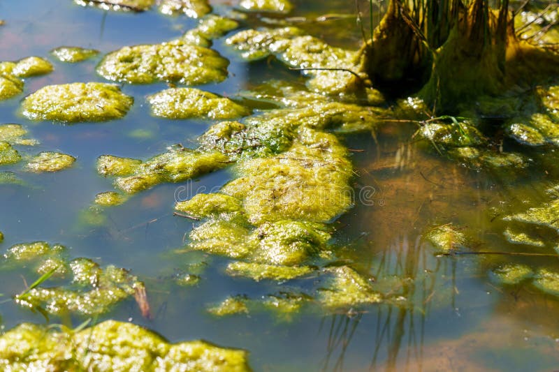 Swamp in Wetland with Green Grass and Mud Stock Photo - Image of ...