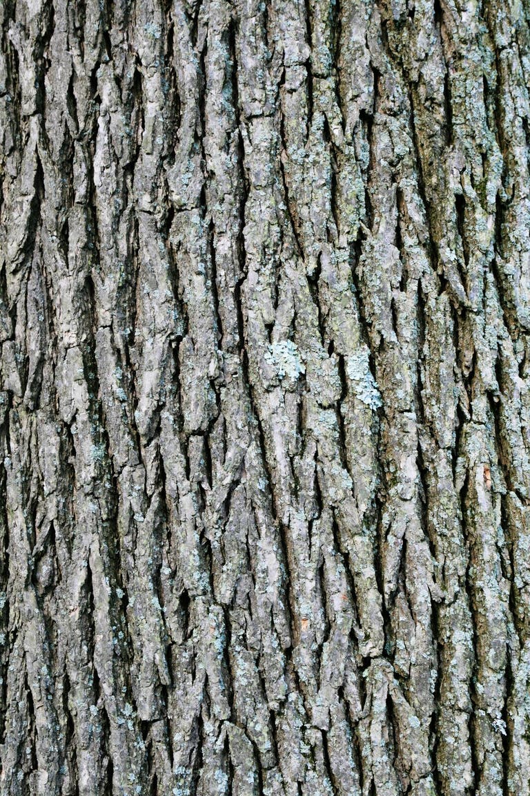 23,116 Swamp Texture Stock Photos - Free & Royalty-Free Stock Photos ...