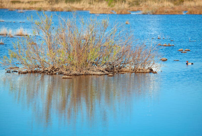 Swamp wild nature stock image. Image of beauty, grass - 177659773