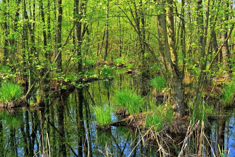 Swamp stock image. Image of reed, dark, pond, nature - 49553417