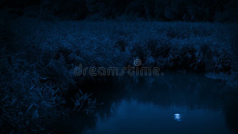 Swamp on Windy Night with Reflection of Moon Stock Footage - Video of ...