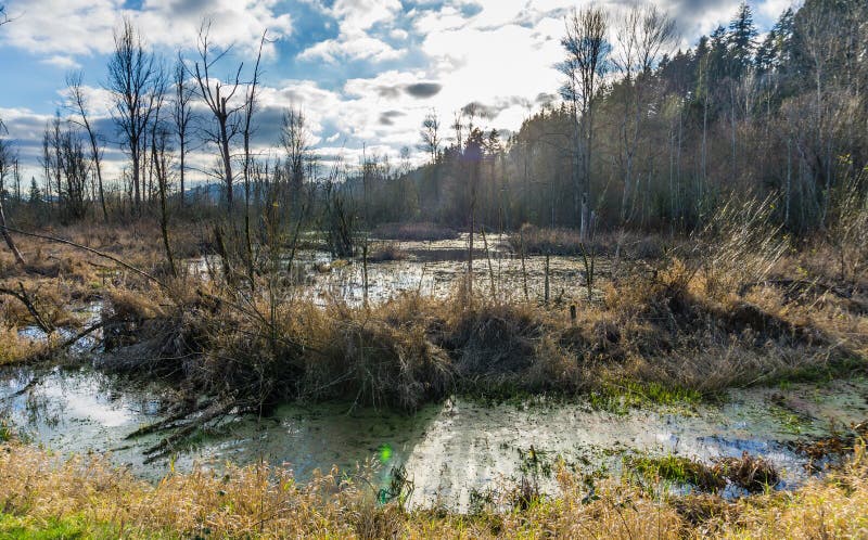 Swamp in Winter stock photo. Image of bushes, outdoors - 208422822