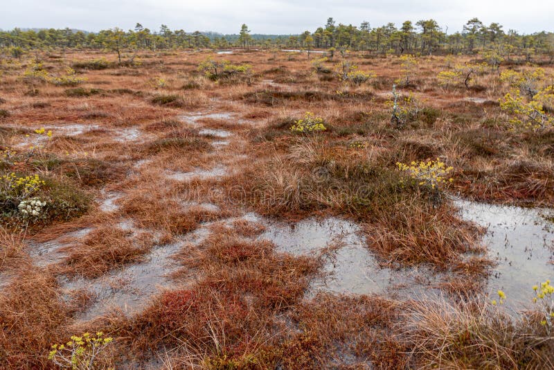 Swamp Winter Landscape without Snow, Swamp Vegetation in Winter, Pine ...