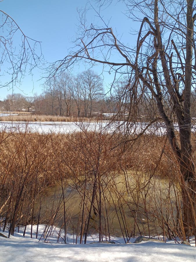 Swamp of the winter snow stock image. Image of leaf - 244205687