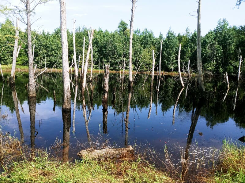 Swamp Working Summer Time is Peaceful Stock Image - Image of peace ...