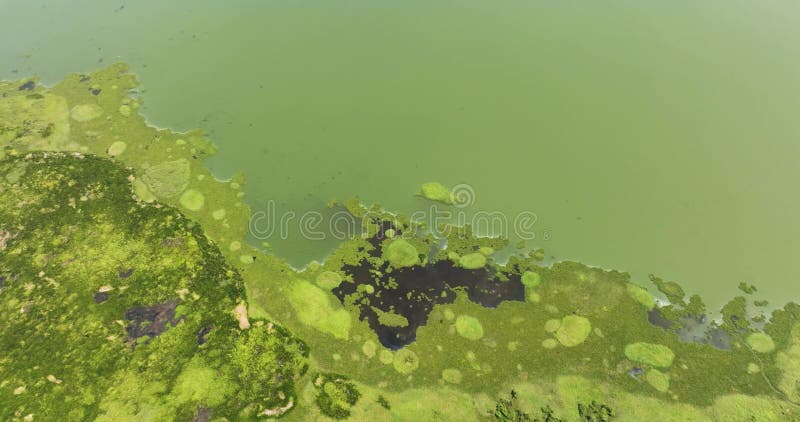 Swampforest and Marshland in the Philippines. Stock Footage - Video of ...