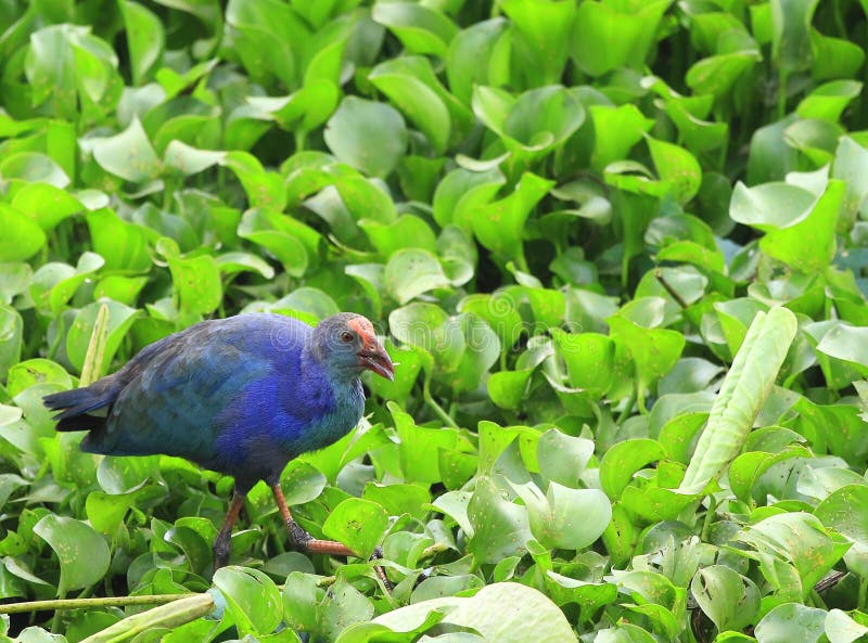 Swamphen stock photo. Image of beautiful, bird, animal - 6762524