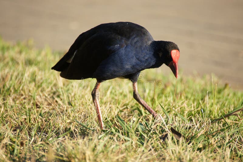 Pukeko Bird stock image. Image of bird, cute, swamphen - 36128971