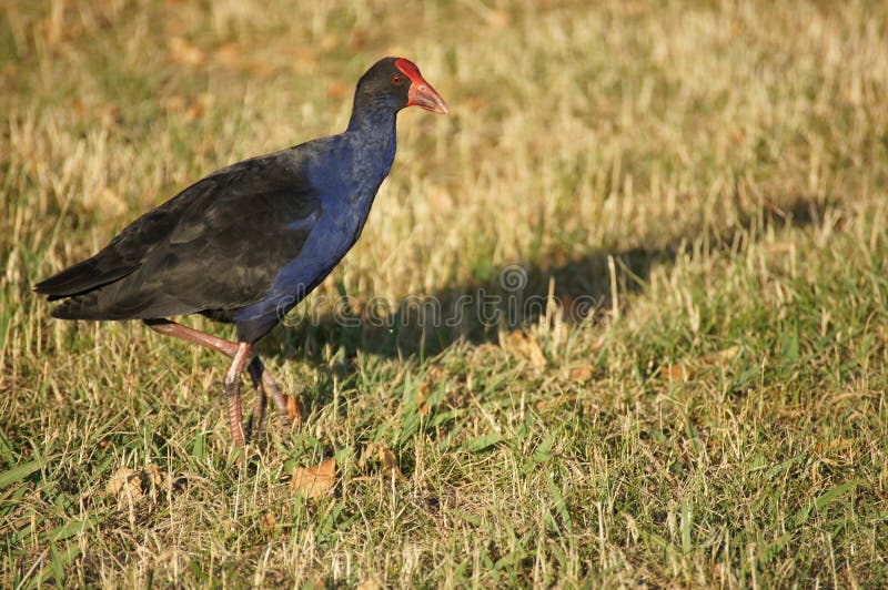 Pukeko Bird stock image. Image of bird, cute, swamphen - 36128971